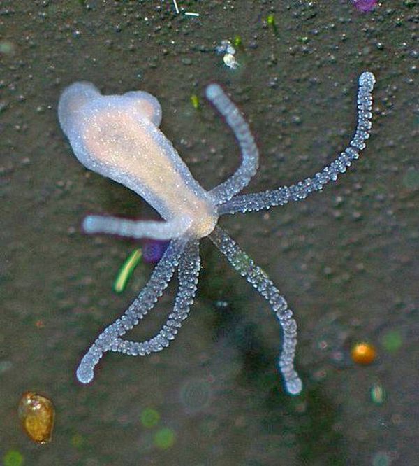 THERE IS A LIVING CREATURE INSIDE THE VACCINE. IT IS IMMORTAL. THE ...